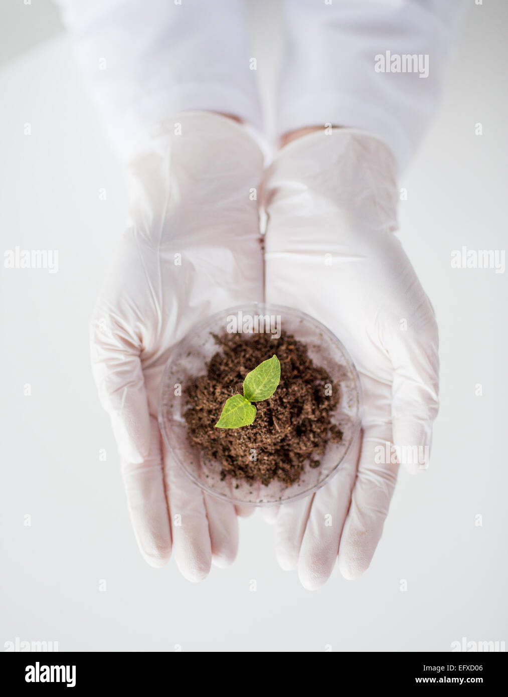 close up of scientist hands with plant and soil Stock Photo - Alamy