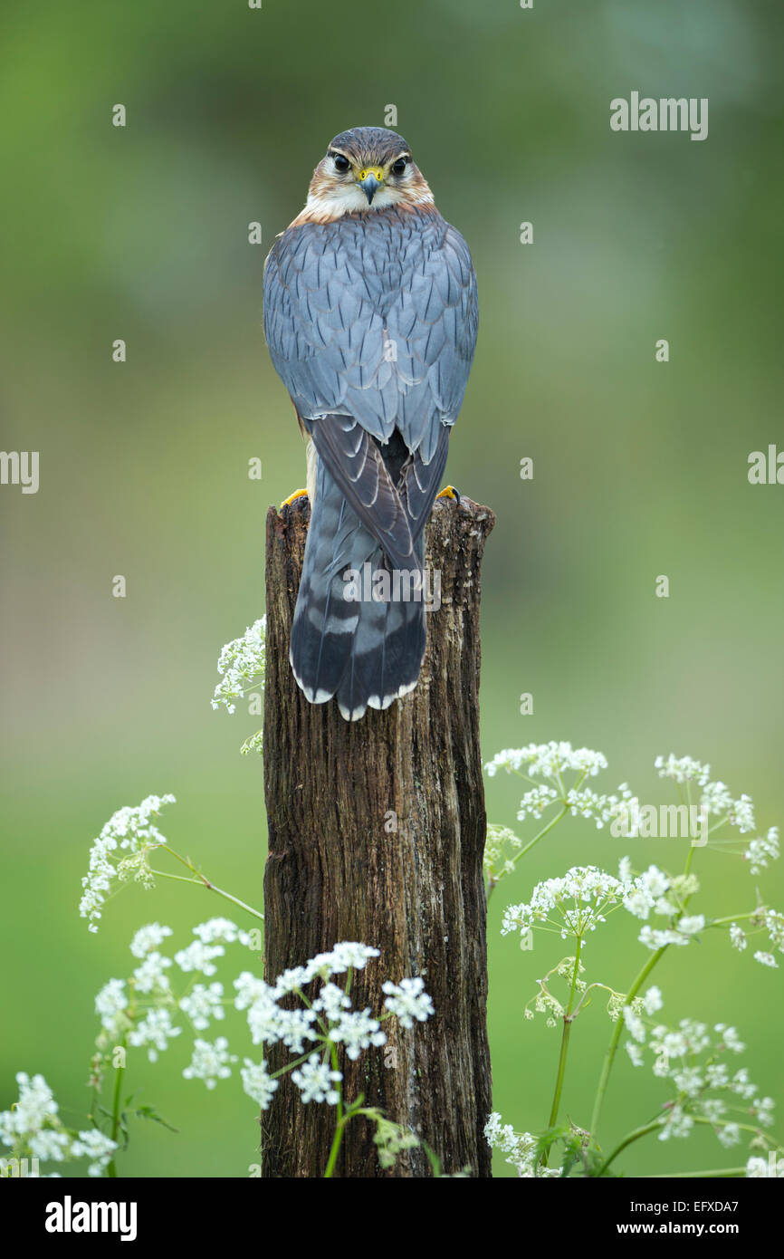 Merlin bird uk hi-res stock photography and images - Alamy