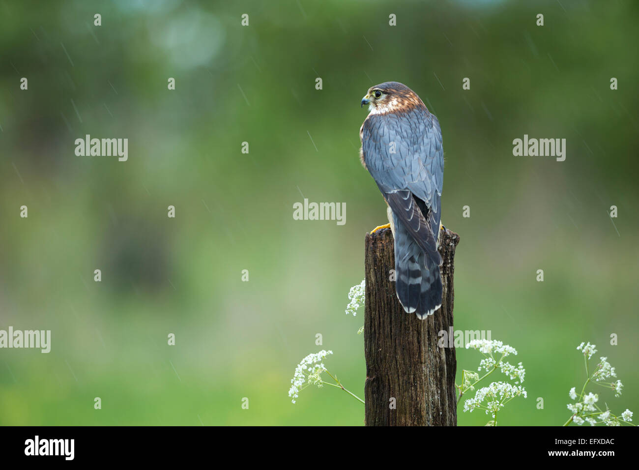 Merlin young hi-res stock photography and images - Alamy