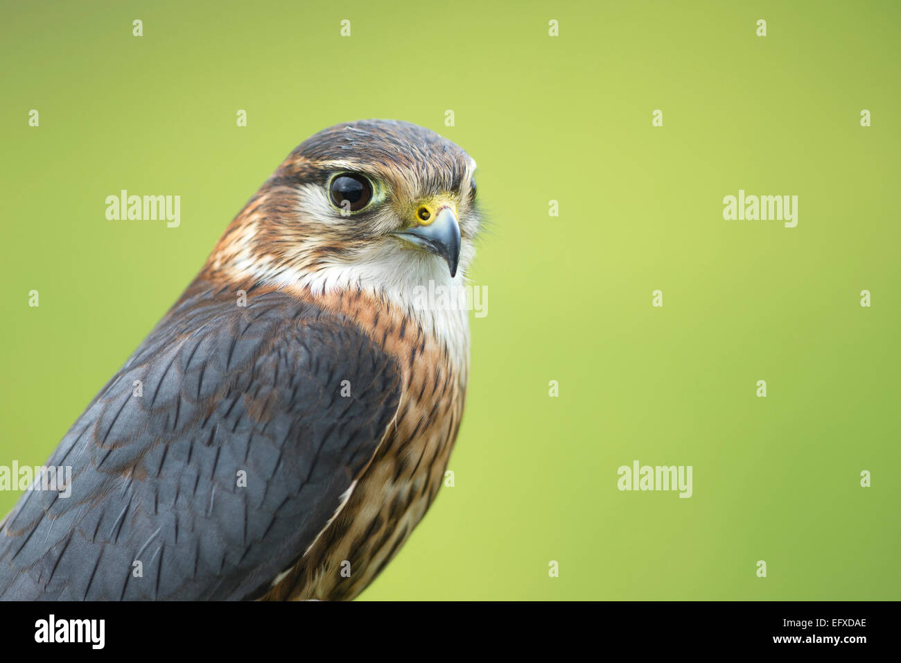 Merlin bird hi-res stock photography and images - Alamy