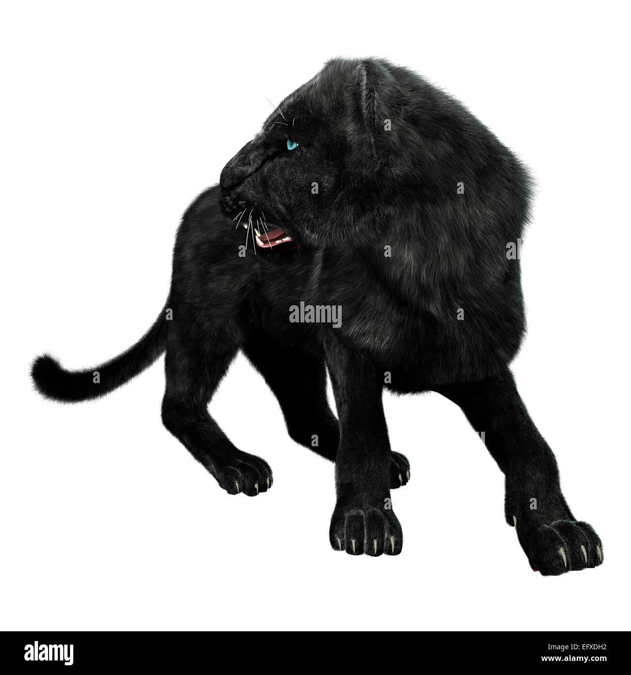 Black panther animal back hi-res stock photography and images - Alamy