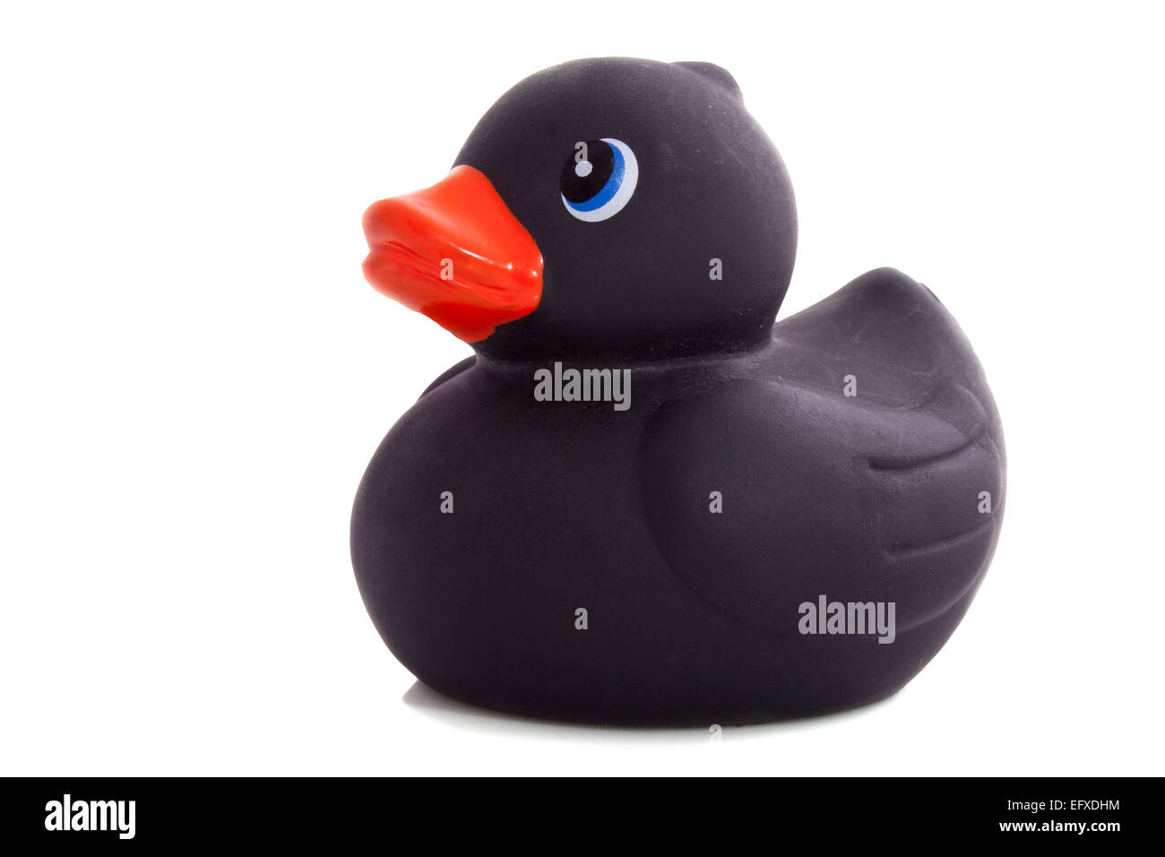 Wet duckling Cut Out Stock Images & Pictures - Alamy