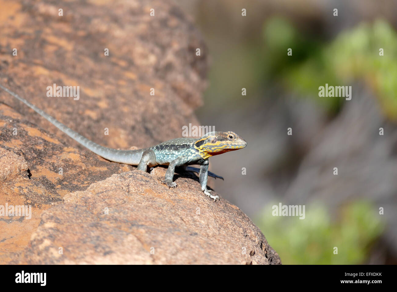 Australian lizard hi-res stock photography and images - Alamy