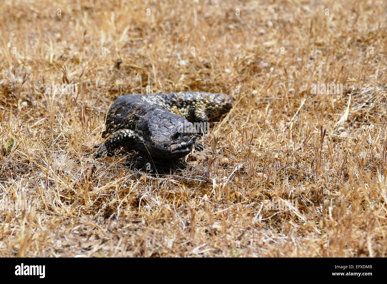Lay Lizard or Eastern Shingleback in the outback of Australia Stock ...