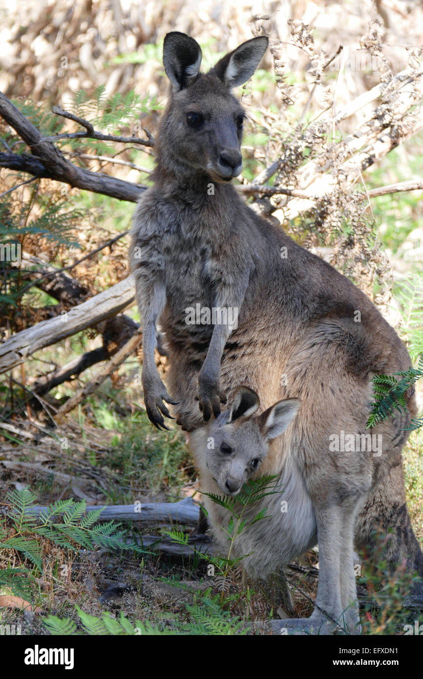 Marsupial pouch hi-res stock photography and images - Alamy