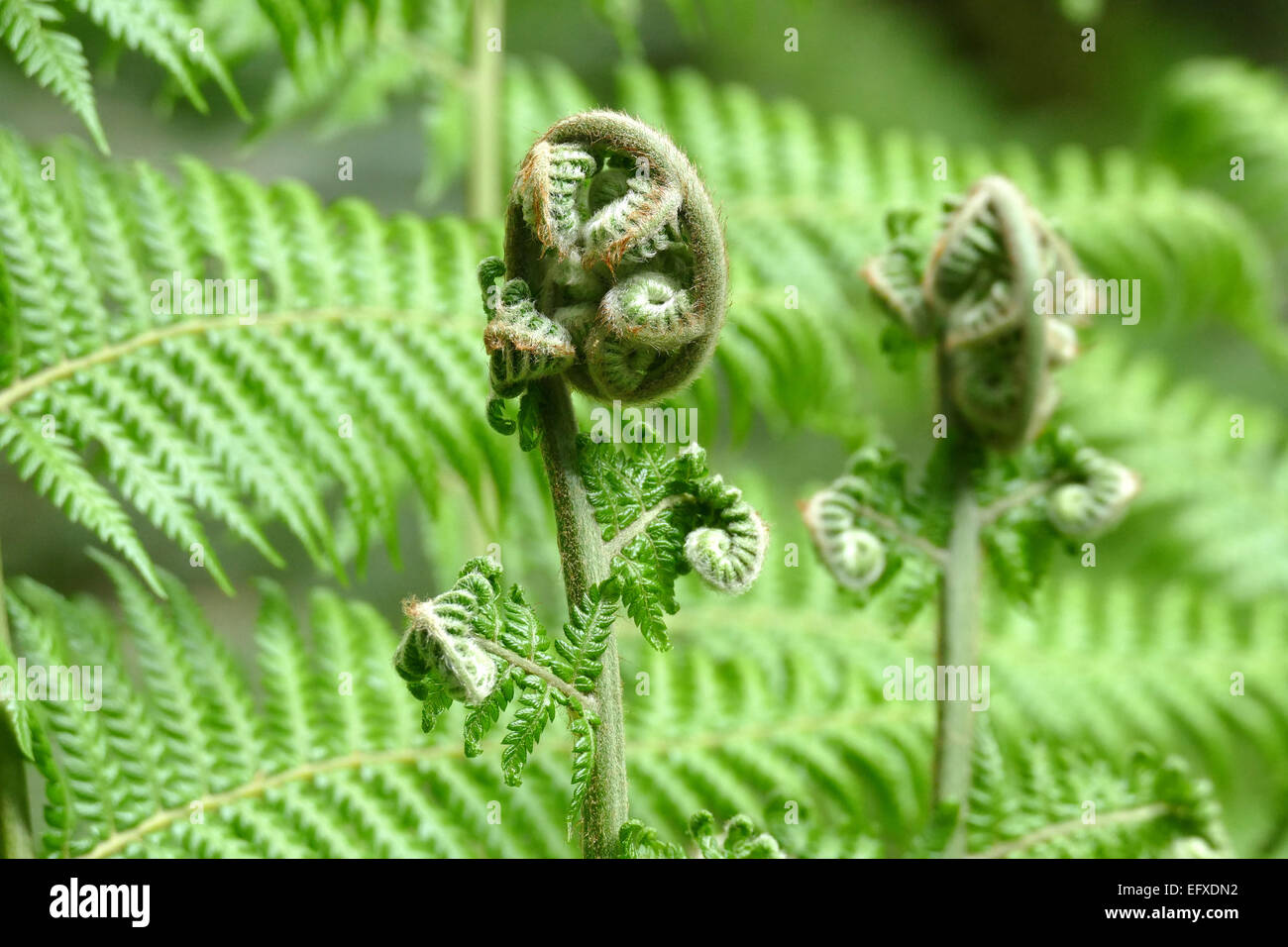 A fern unrolling a young frond Stock Photo - Alamy