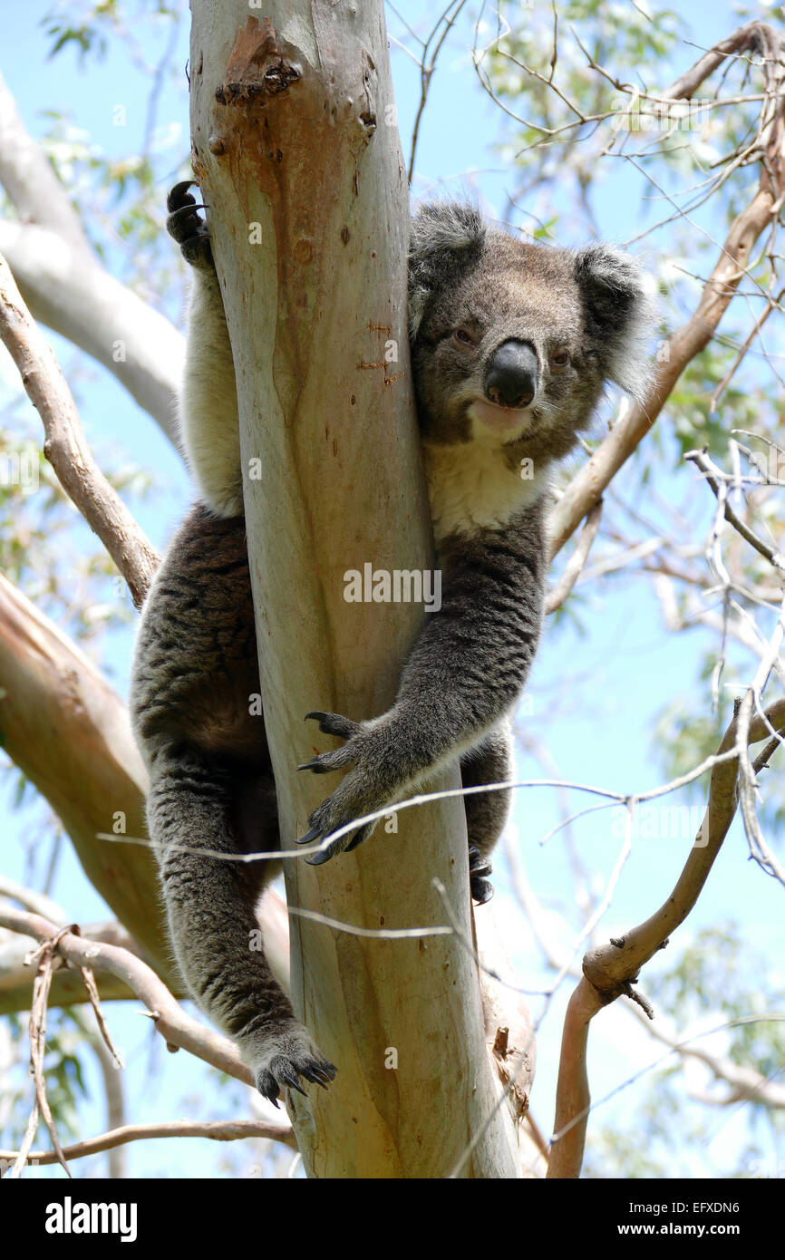 Koala hanging in tree hi-res stock photography and images - Alamy