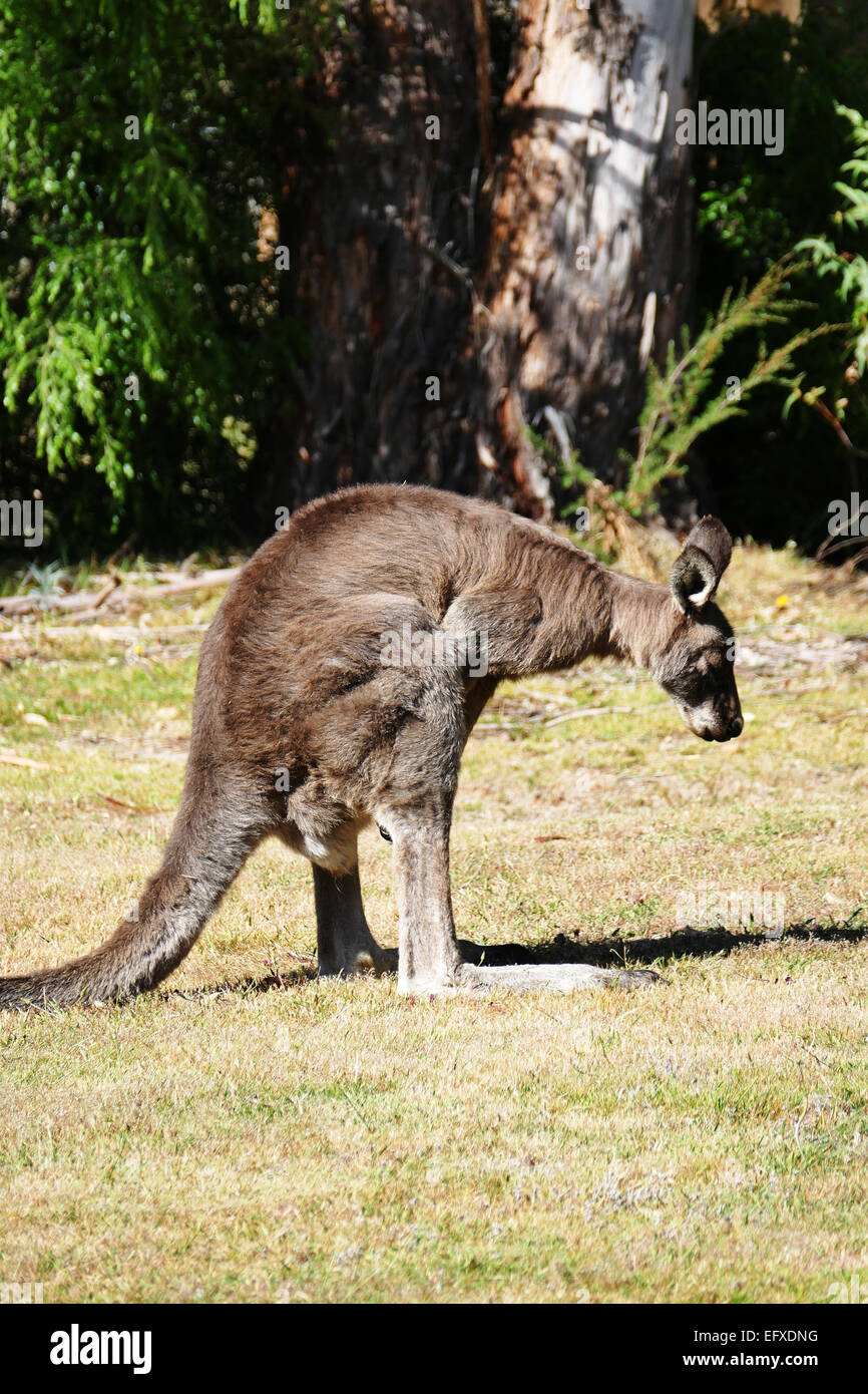 Balls testicles hi-res stock photography and images - Alamy