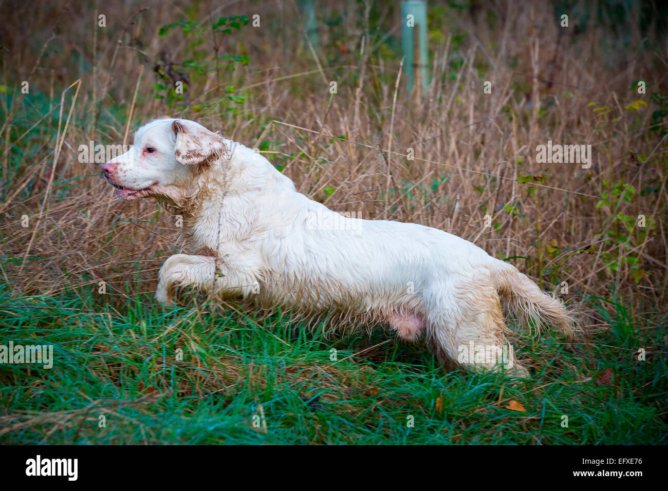 Clumber spaniel gun dog running across marshland, Oxfordshire, England ...
