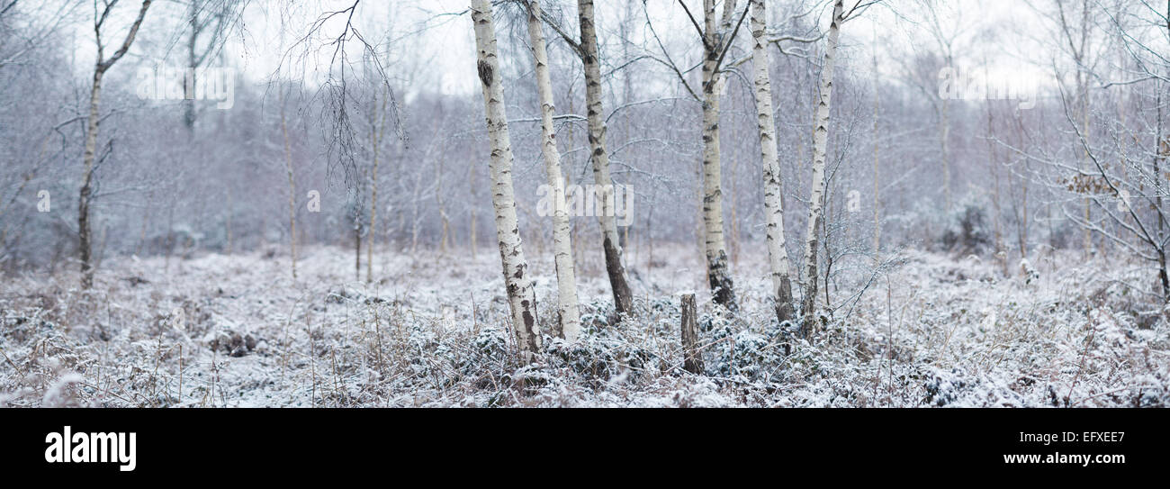 A silver birch tree coppice in the snow. Hollybank Woods, Emsworth ...