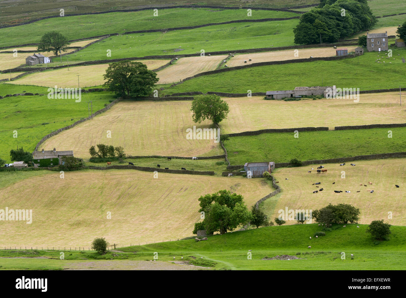 Upland meadows cleared of grass crop in early summer, near Reeth ...