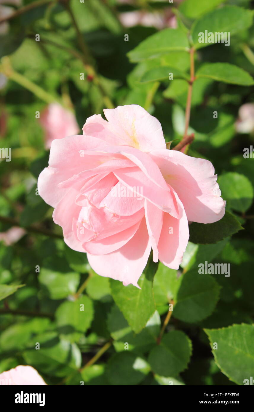 Closeup view of a beautiful pink rose Stock Photo - Alamy