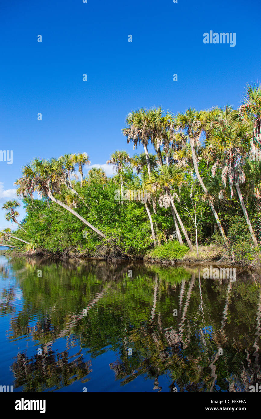 Tropical jungle wild Myakka River in Sarasota County in Venice Florida ...