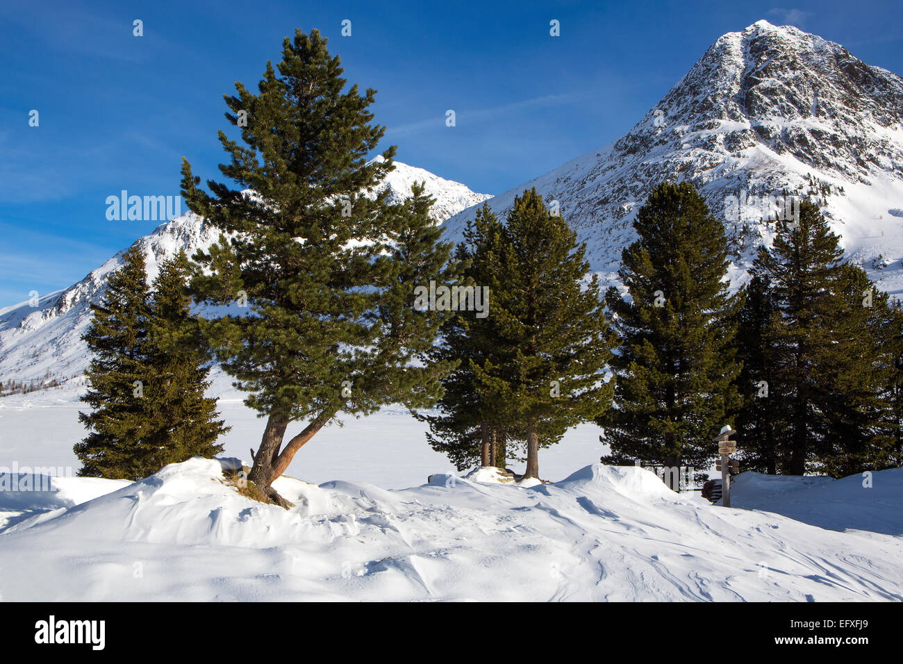 Green fir trees in front of the snowy Austrian Alps Stock Photo - Alamy