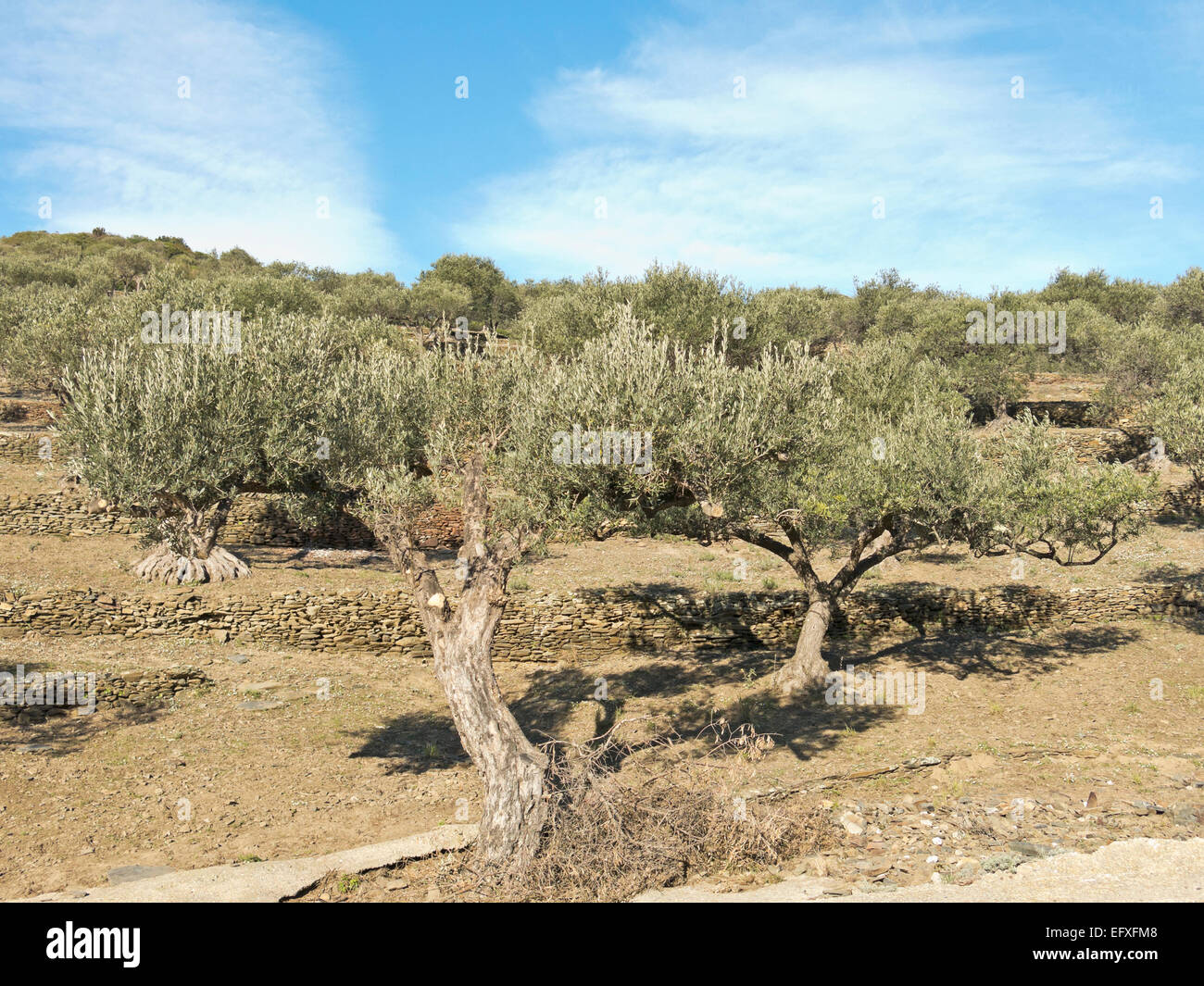 Cadaques spain olives hi-res stock photography and images - Alamy