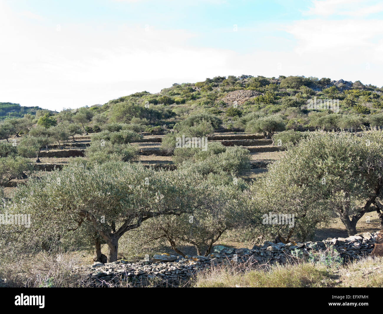 Landscape of olive trees in Catalonia. National Park Cap de Creus ...