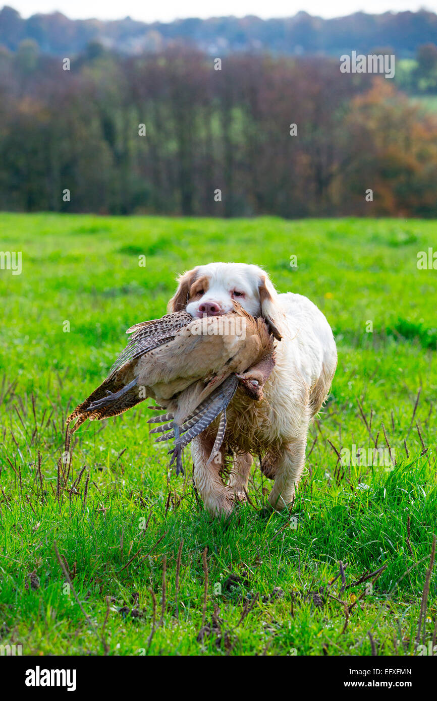 Shooting dog hi-res stock photography and images - Alamy