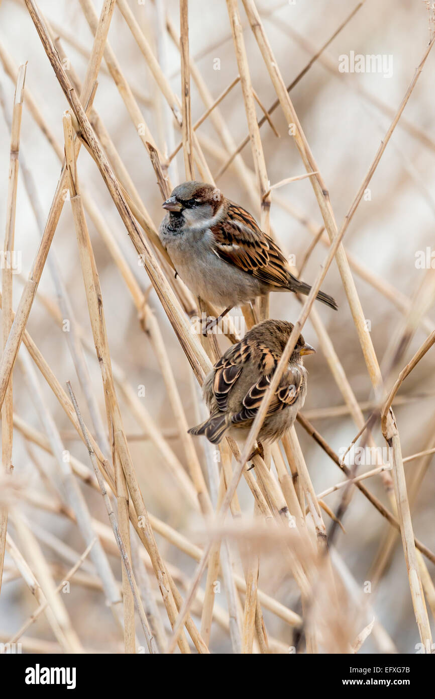 Young male sparrows (Passer domesticus) in a reed Stock Photo - Alamy