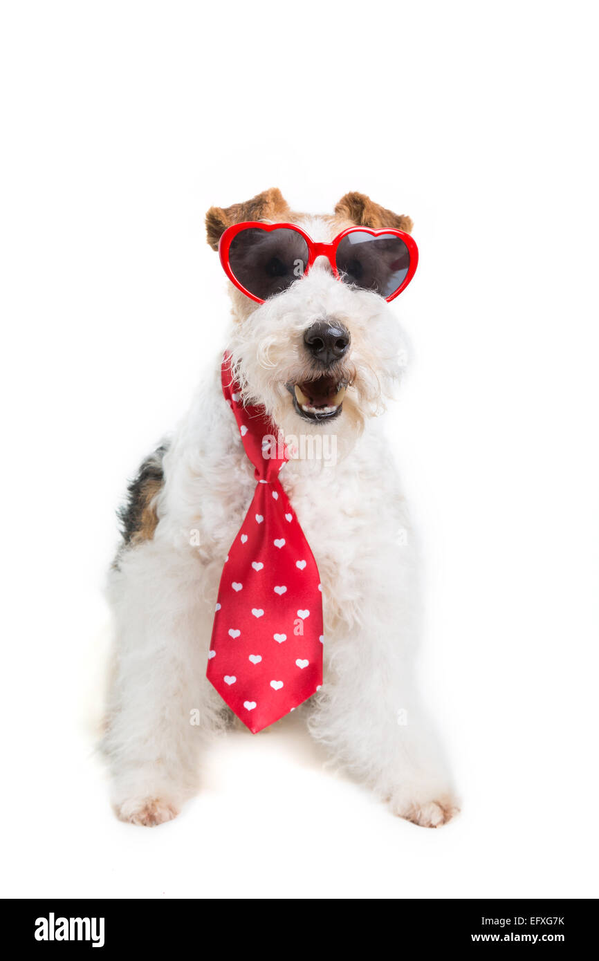 Happy fox terrier hi-res stock photography and images - Alamy
