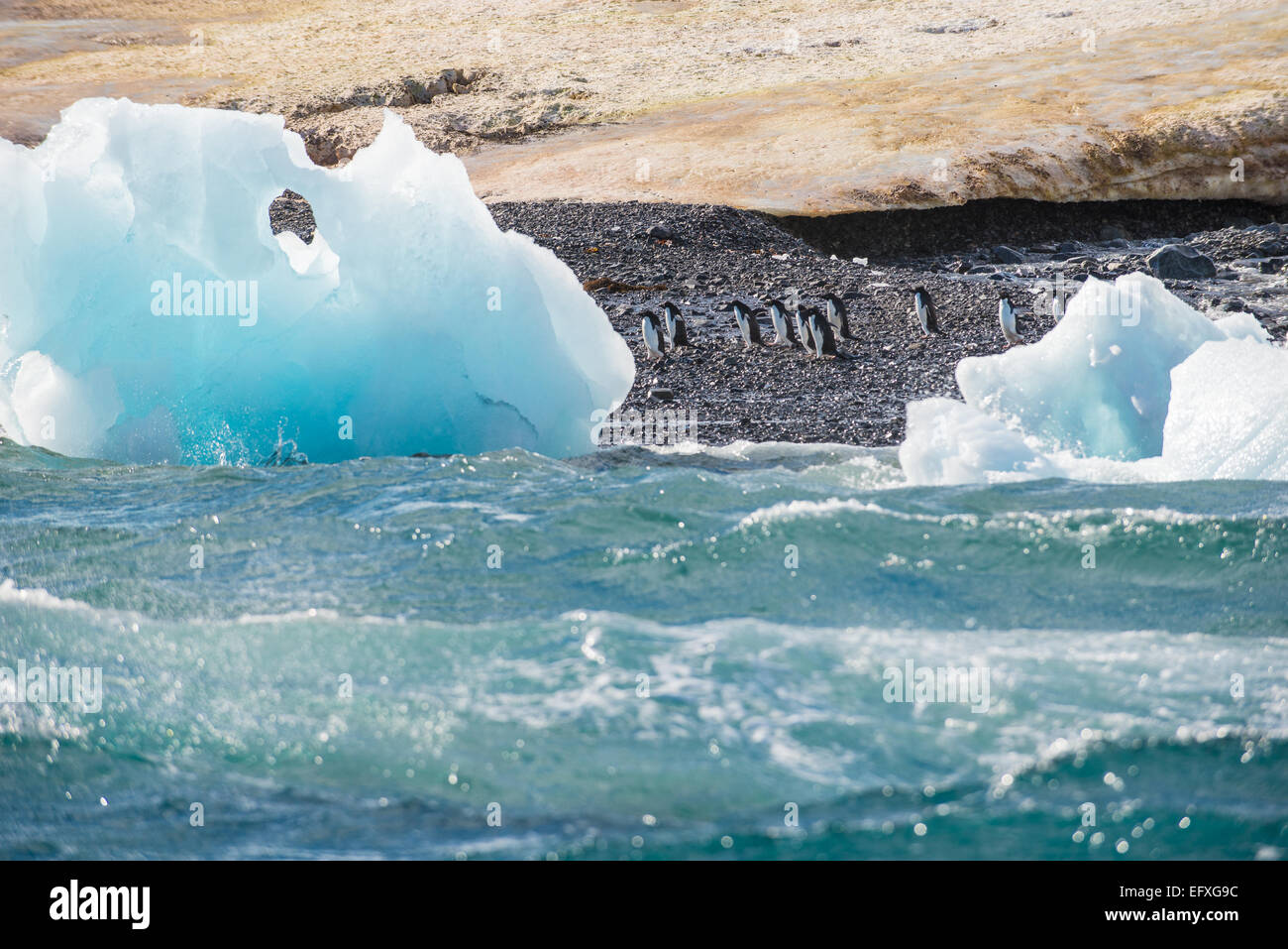 Adelie penguin (Pygoscelis adeliae) colony at Hope Bay, Trinity ...