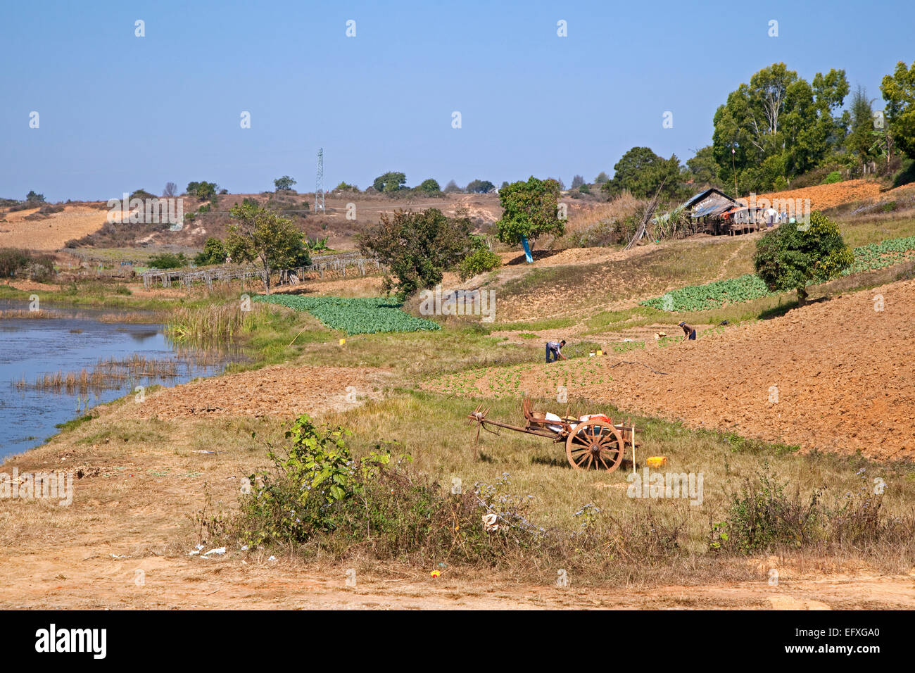 Burmese farmers working on the field, Shan State, Myanmar / Burma Stock ...