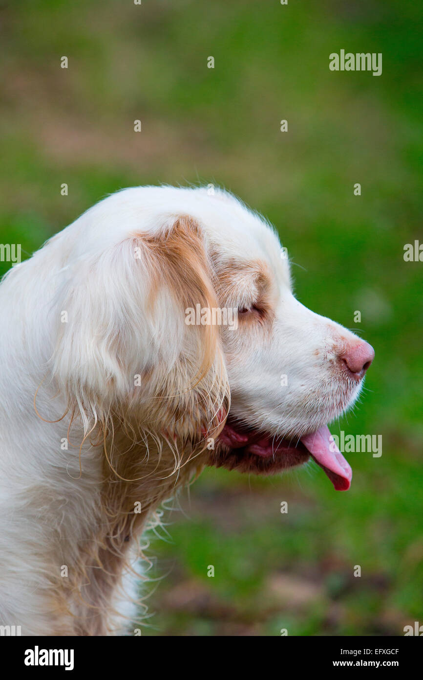 Profile portrait of clumber spaniel Stock Photo - Alamy