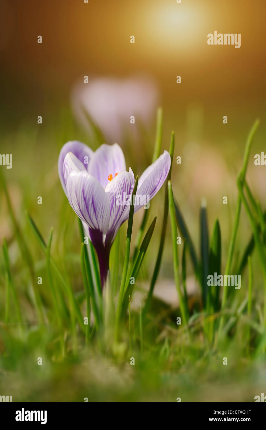 Soft pastel spring grass background hi-res stock photography and images ...
