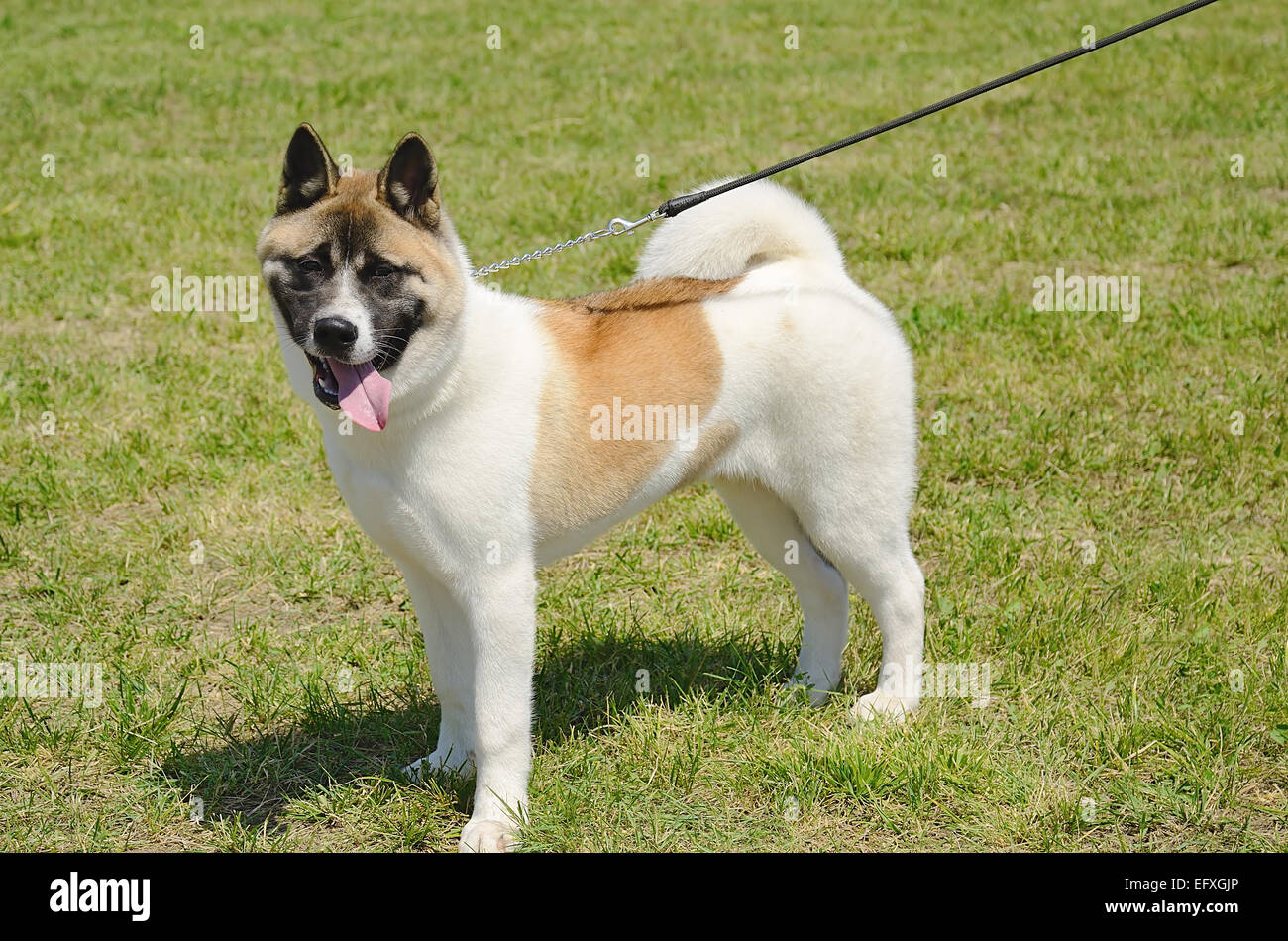 Akita dog in green park Stock Photo - Alamy