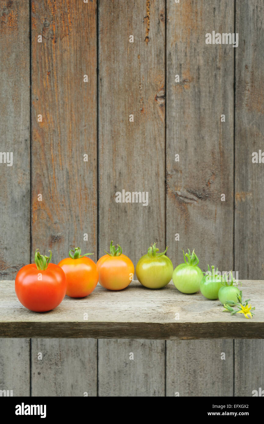 Evolution of red tomato - maturing process of the fruit – stages of ...