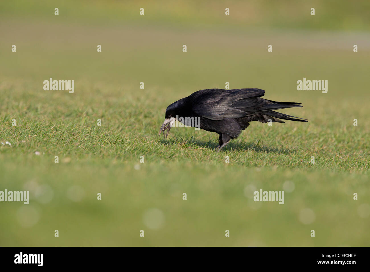 Rook Feeding High Resolution Stock Photography and Images - Alamy