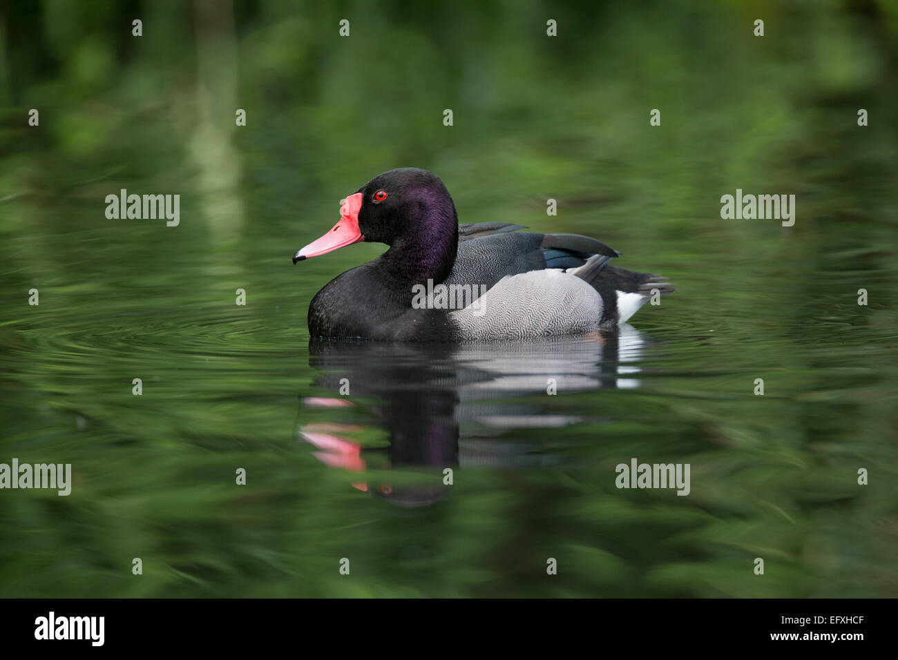 Rosybill duck hi-res stock photography and images - Alamy
