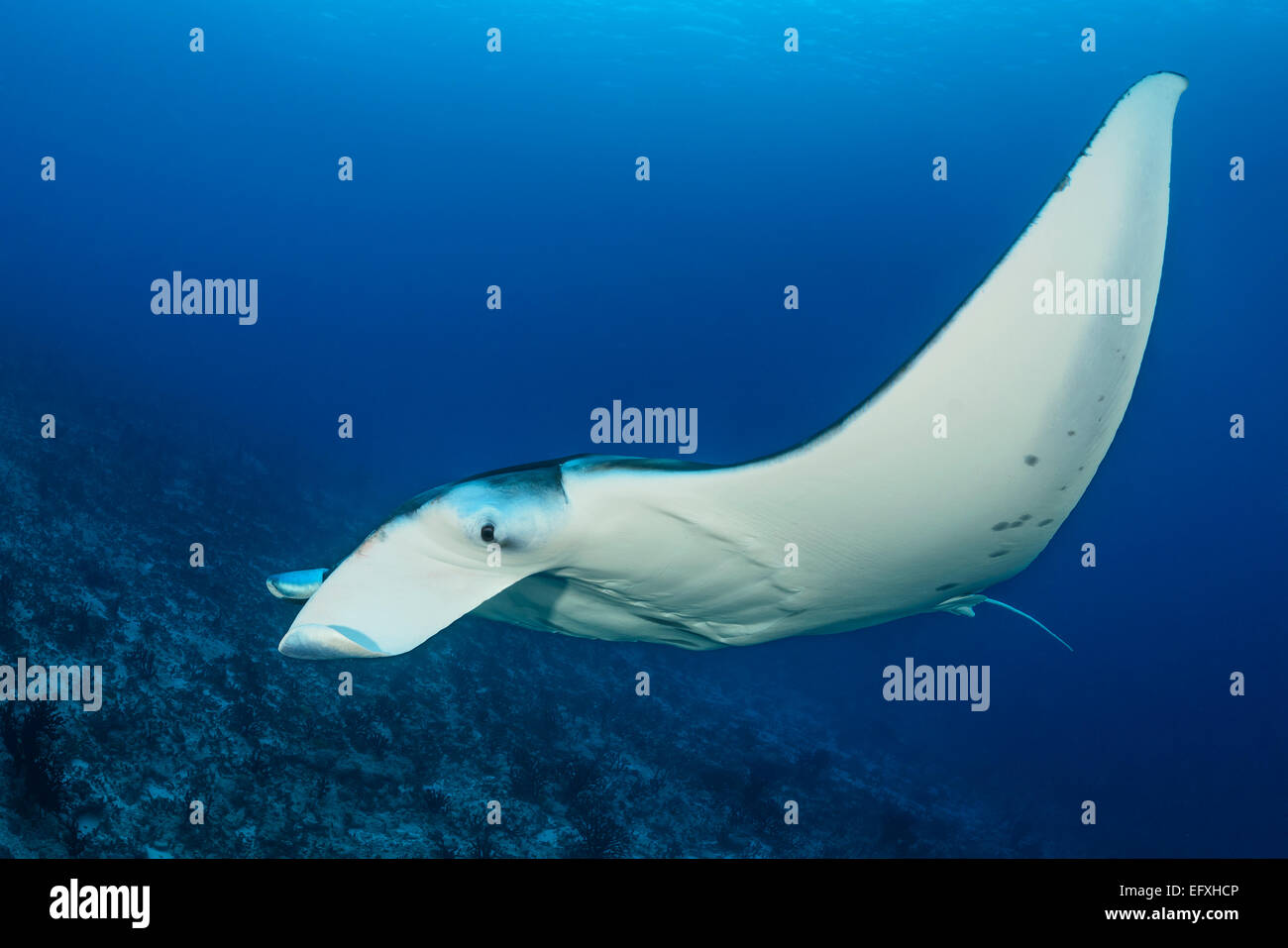 Manta alfredi, Reefmanta at Manta Point and Cleaning Station, Mudakan ...