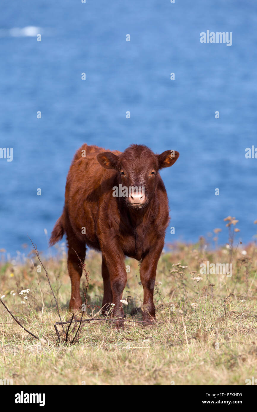 Devon red cattle scilly isles hi-res stock photography and images - Alamy