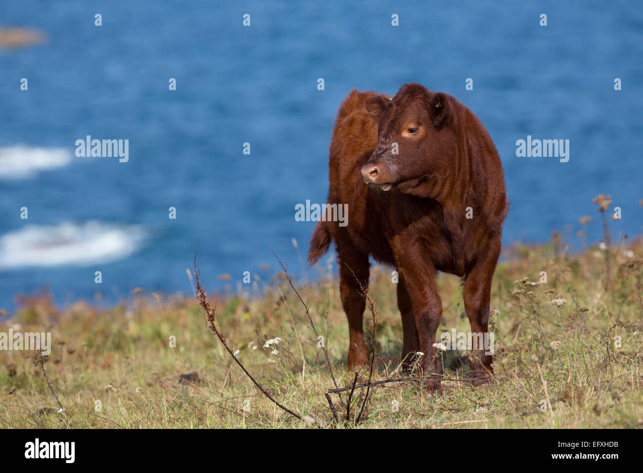 Devon red cattle hi-res stock photography and images - Alamy