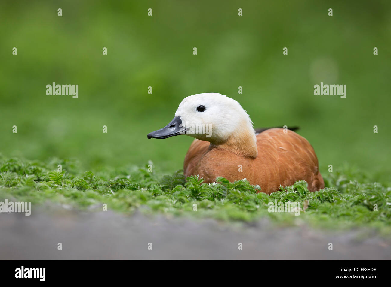 Female shelduck hi-res stock photography and images - Alamy