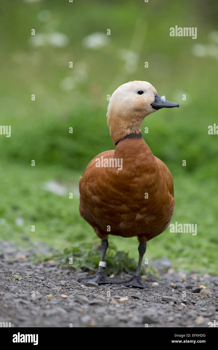 Ruddy duck uk hi-res stock photography and images - Alamy