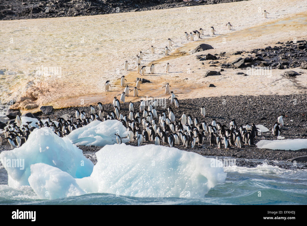 Adelie penguin (Pygoscelis adeliae) colony at Hope Bay, Trinity ...