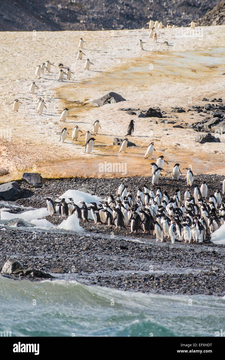 Adelie penguin (Pygoscelis adeliae) colony at Hope Bay, Trinity ...