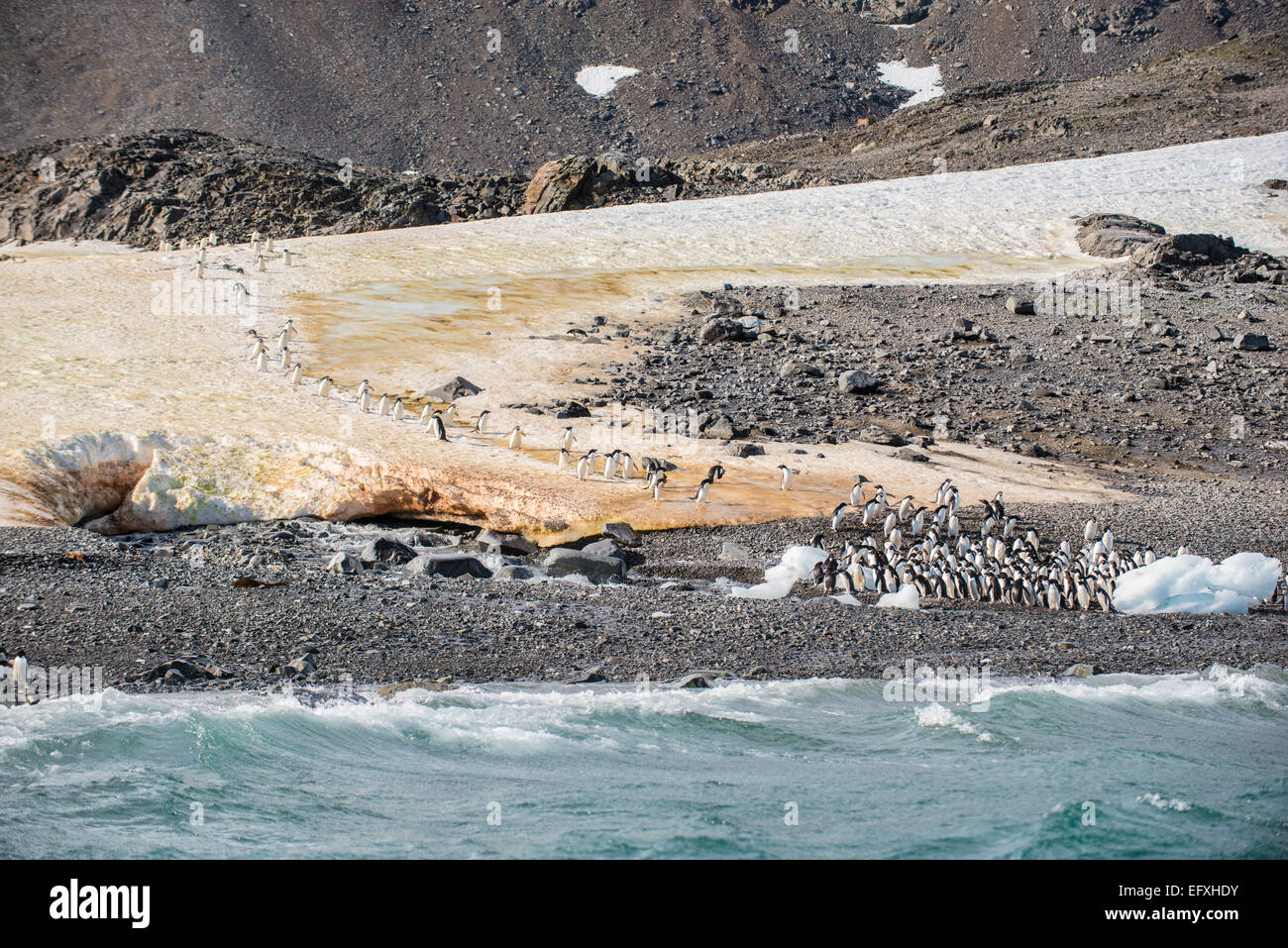 Line of Adelie penguin (Pygoscelis adeliae) colony at Hope Bay, Trinity ...