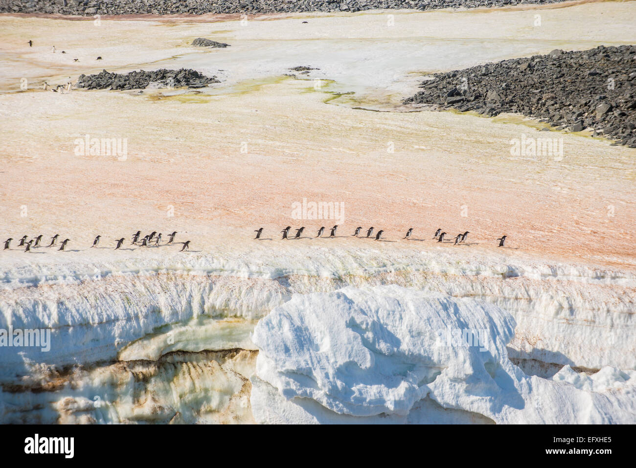 Line of Adelie penguin (Pygoscelis adeliae) colony at Hope Bay, Trinity ...