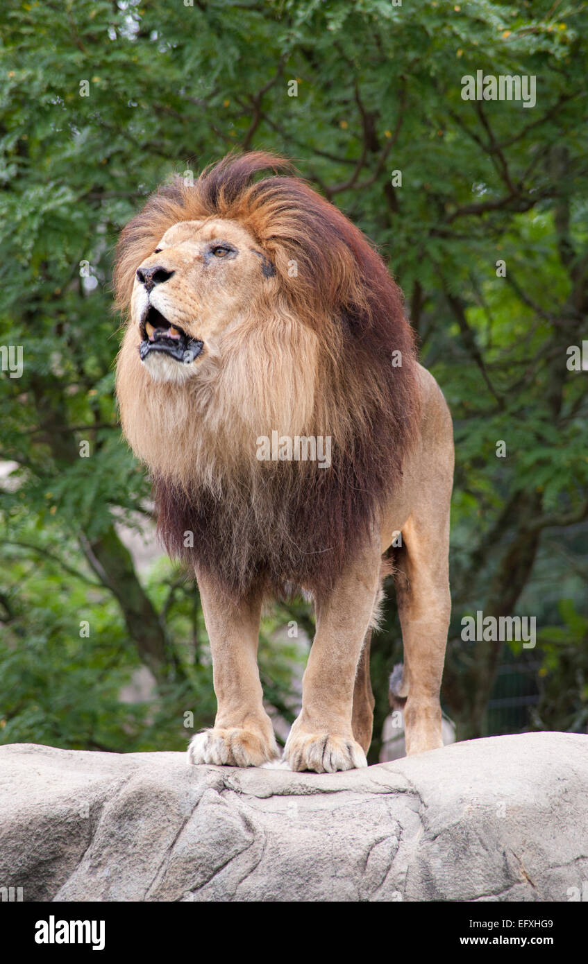 Christopher the African Lion at Franklin Part Zoo in Boston, MA Stock ...