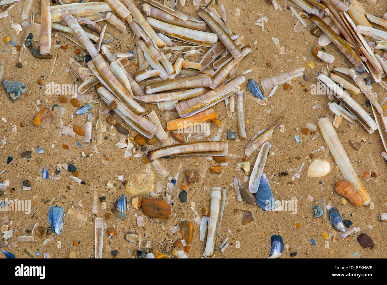 Sea shells buried in sand washed up in succession of high Spring tides ...