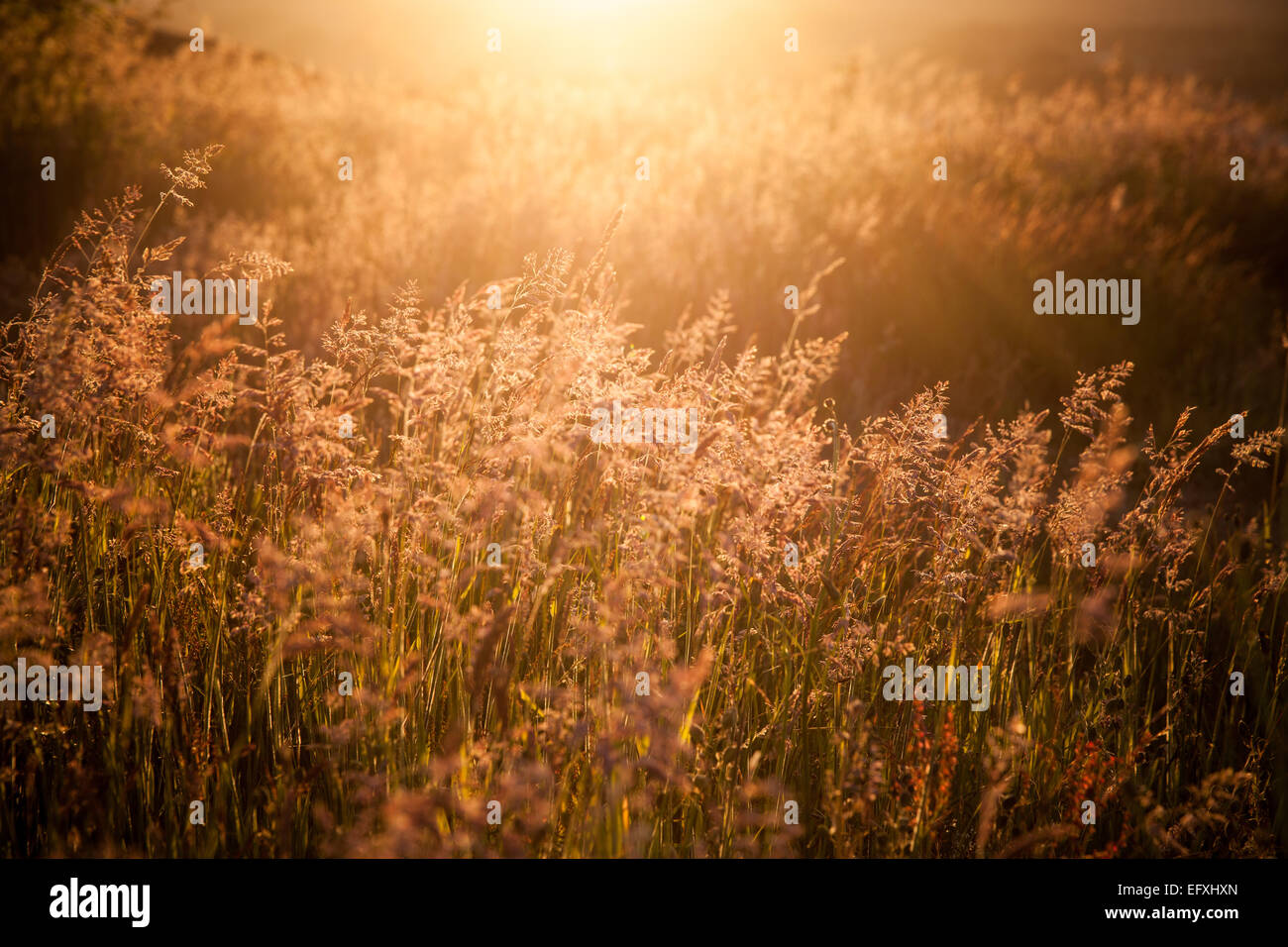 Prairie grass sunset hi-res stock photography and images - Alamy