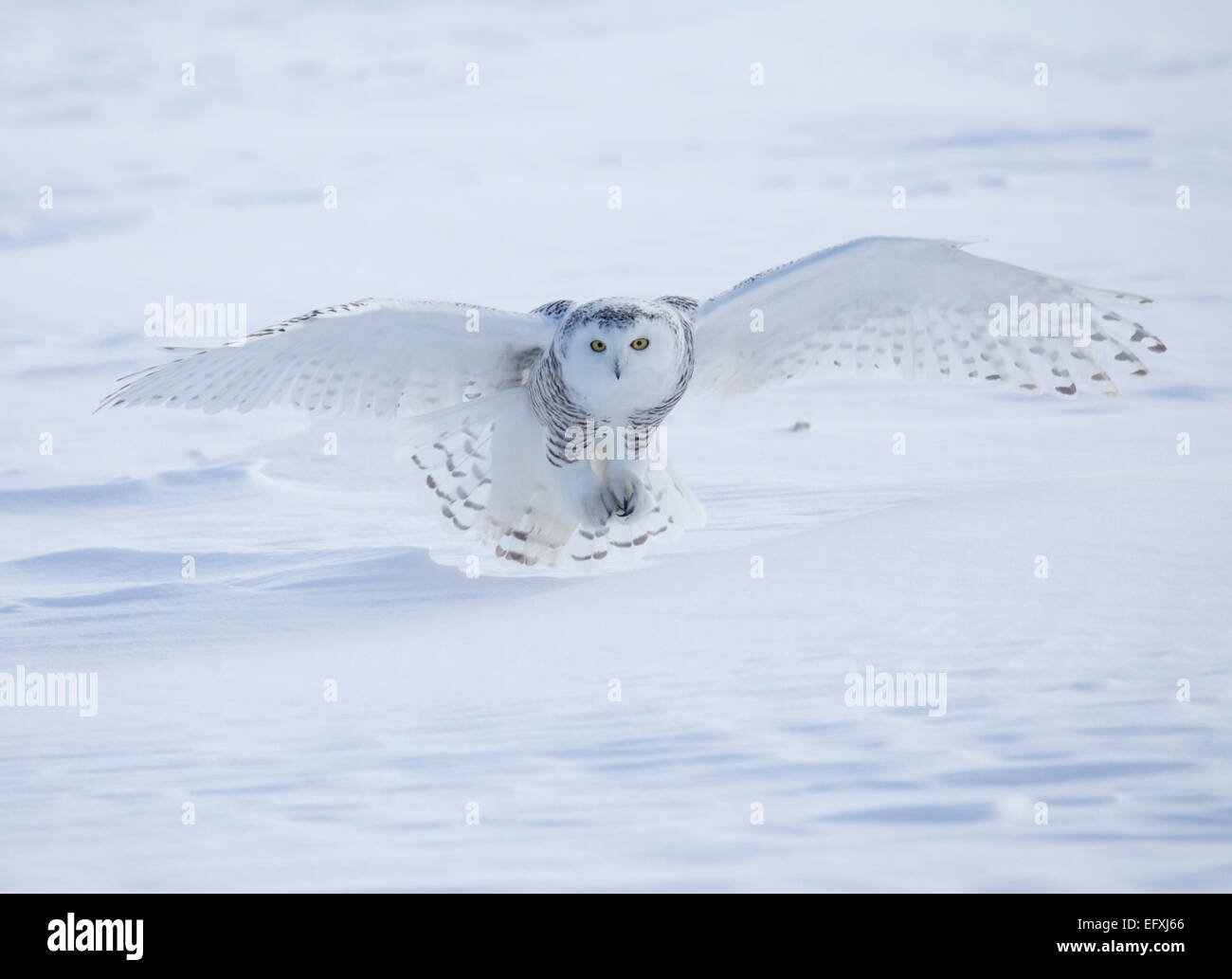 Snowy Owl flying low over snow covered field Stock Photo - Alamy