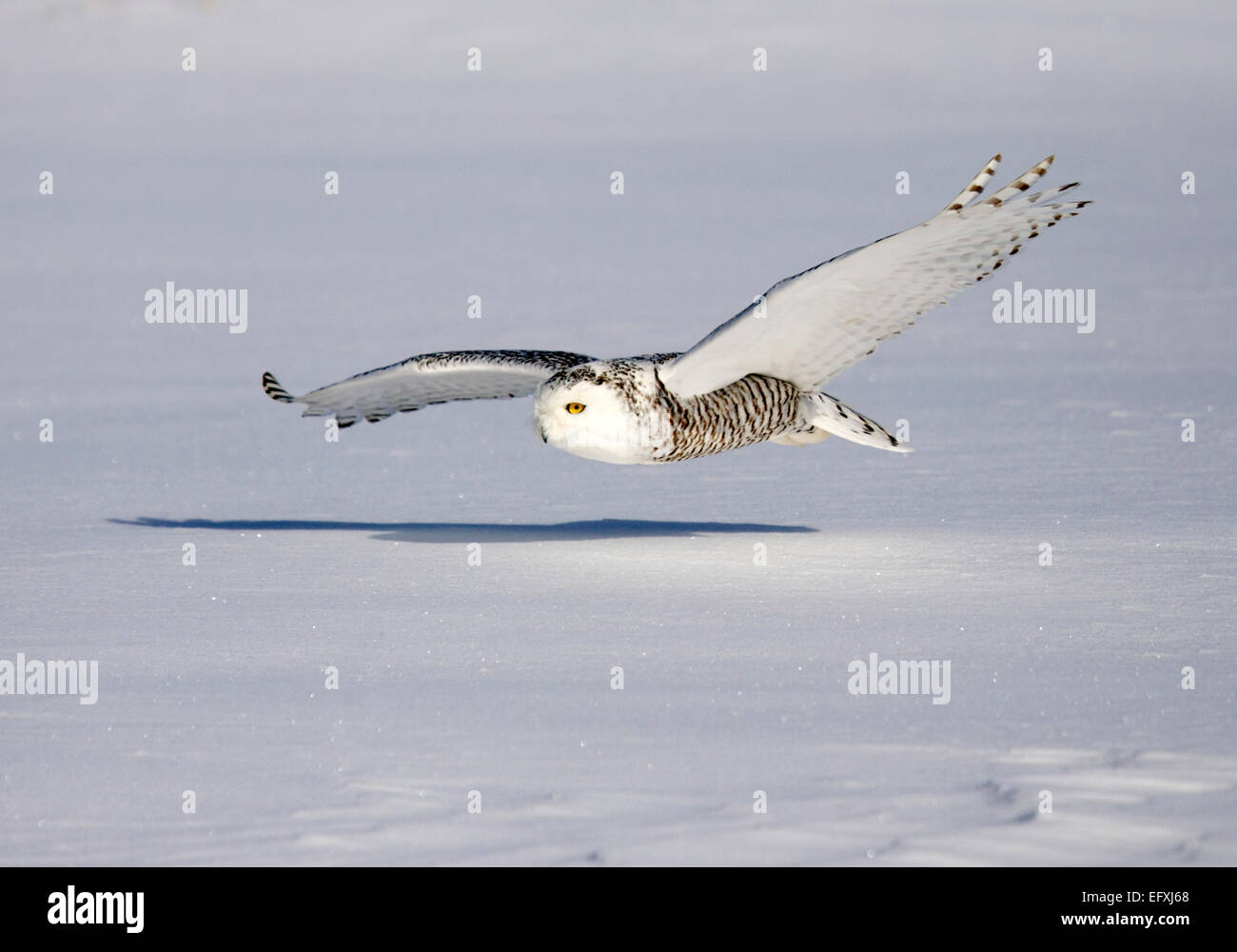 Snowy Owl Flying Low over Snow Covered Field Stock Photo - Alamy