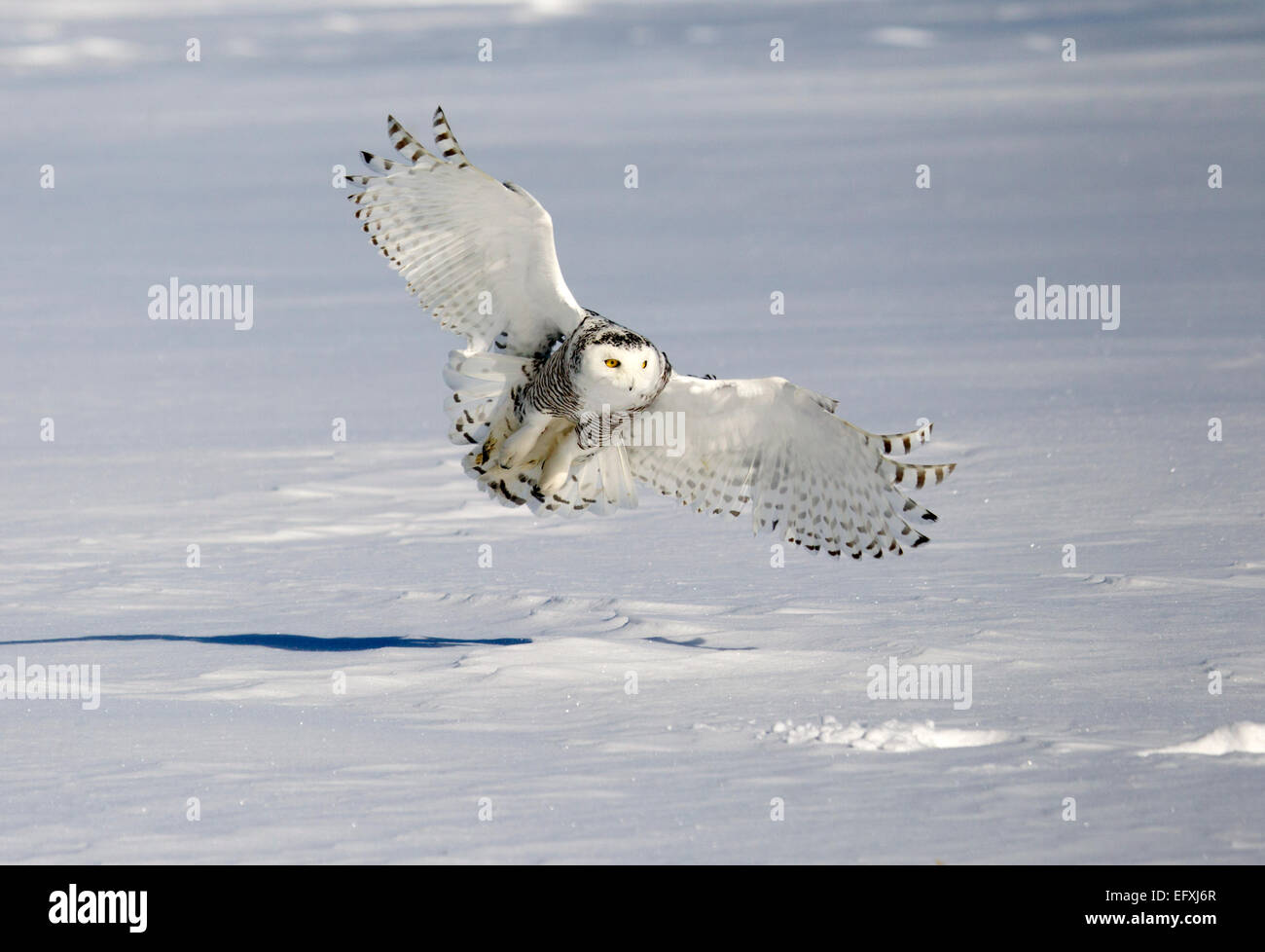Flying snow owl hi-res stock photography and images - Alamy