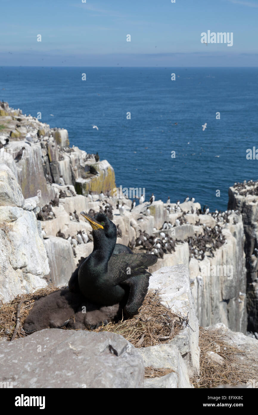 Shag Nest High Resolution Stock Photography and Images - Alamy