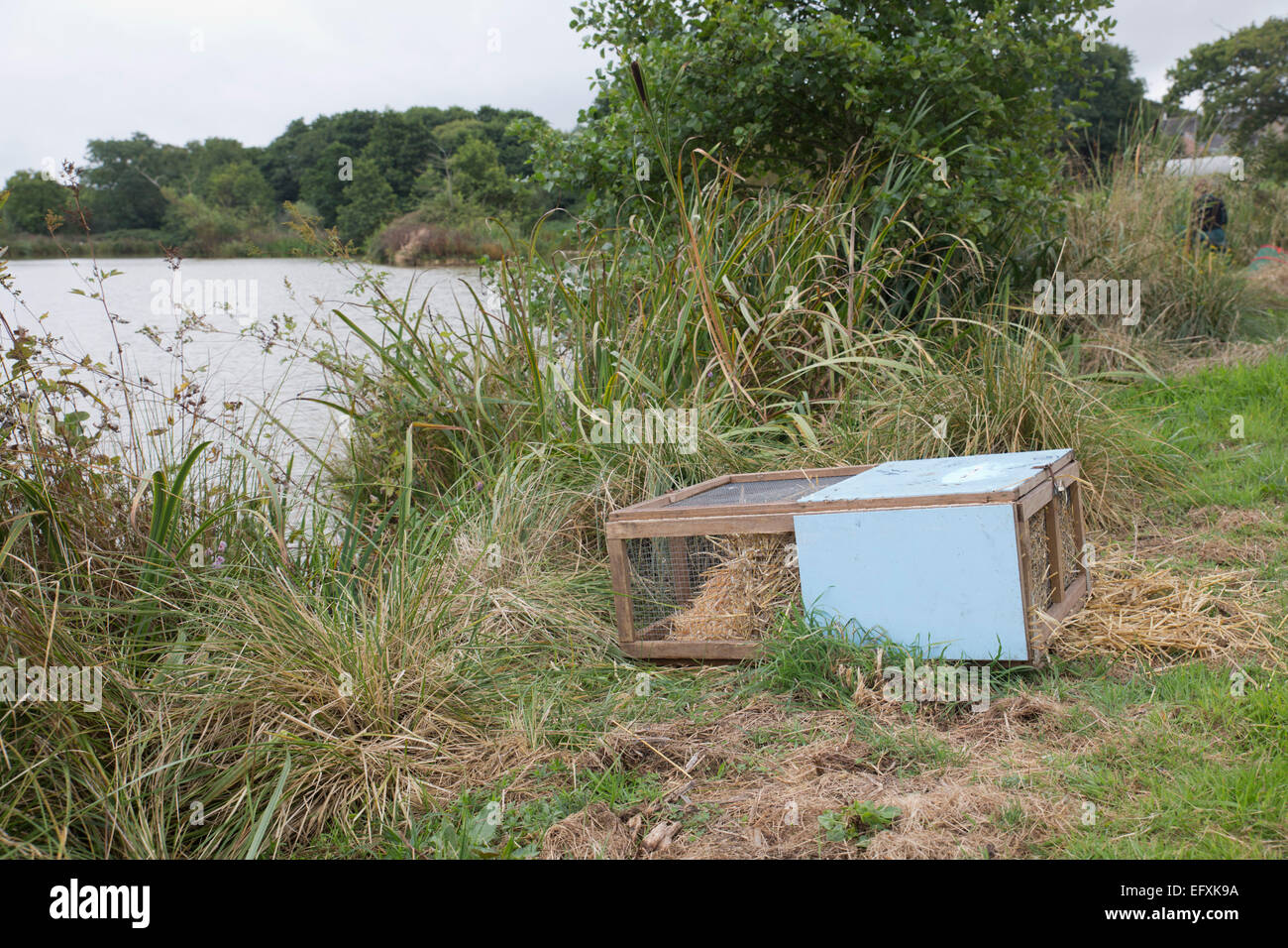 Water Vole Release Box used to House Voles Cornwall; UK Stock Photo - Alamy