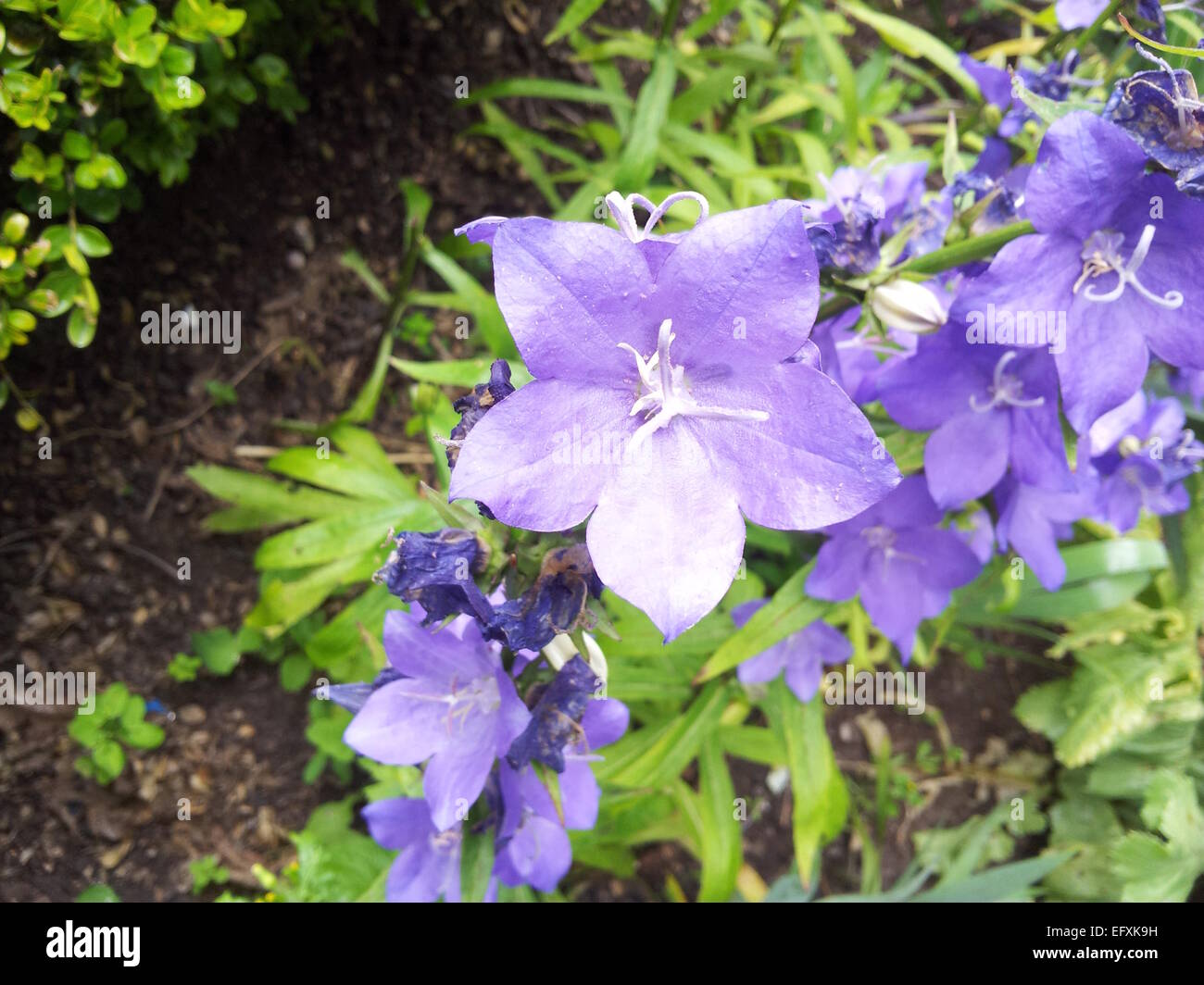 Purple Star Flowers Stock Photo - Alamy