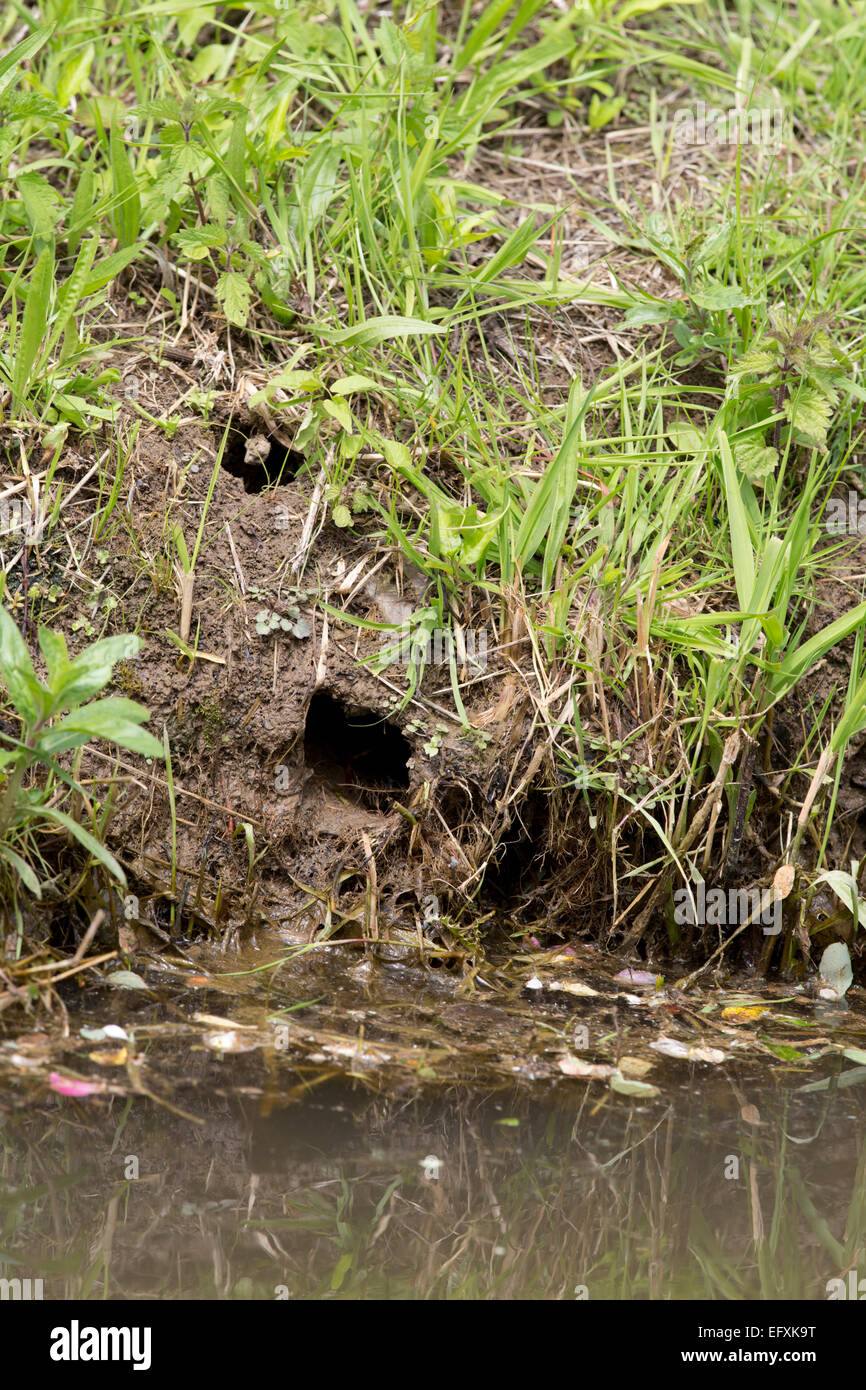 Water Vole Hole Indicator of Activity Bude; Cornwall; UK Stock Photo ...